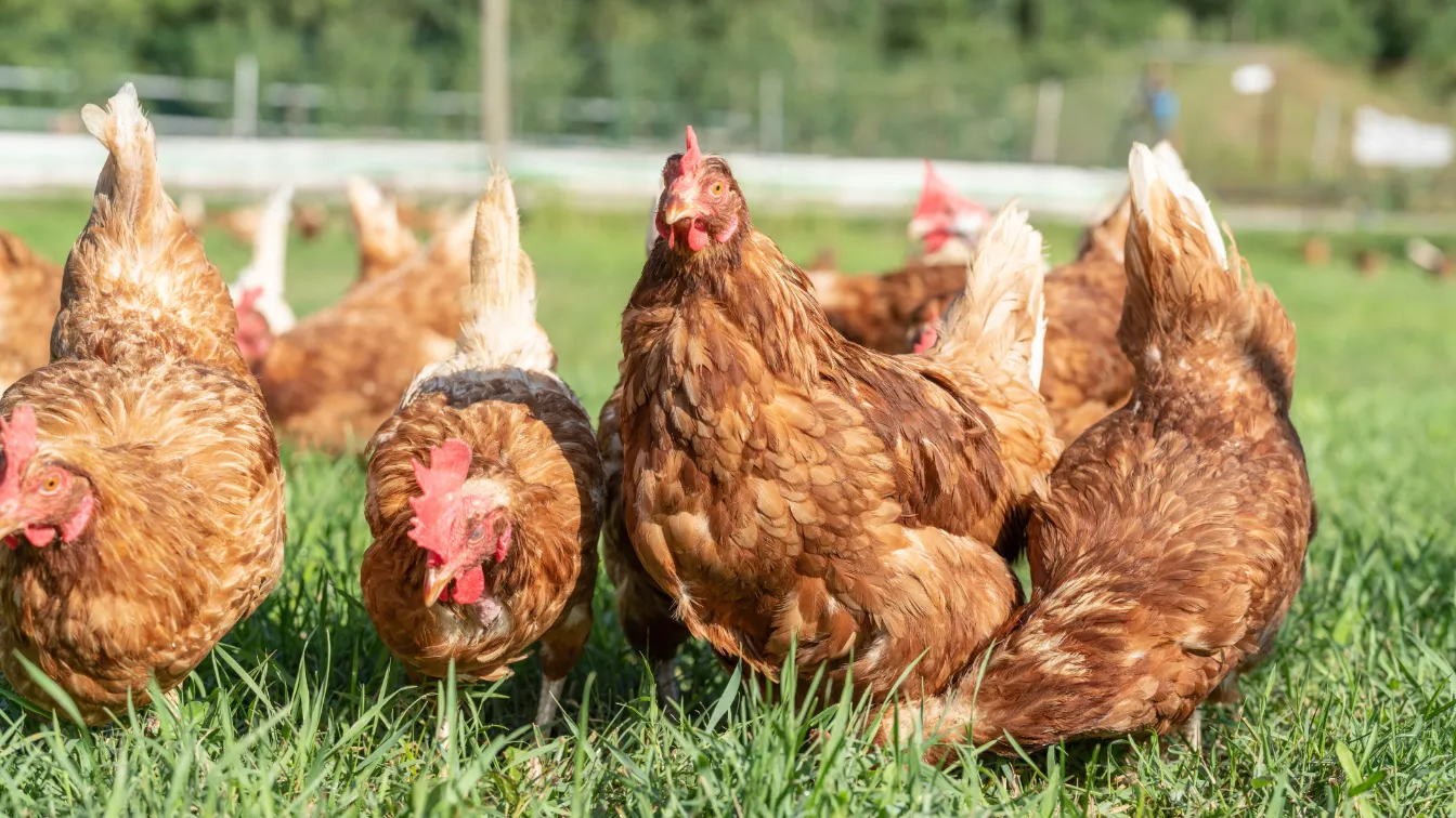 Allevamenti Agrisalus - Agricampeggio Arco